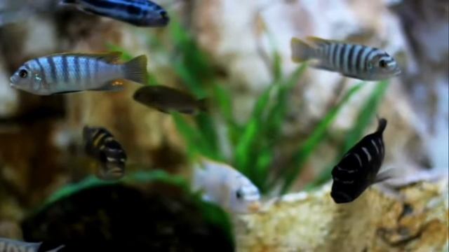 Познавательное видео о рыбах - Рыбки - Интересные факты