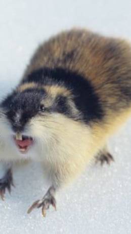 Lemmings