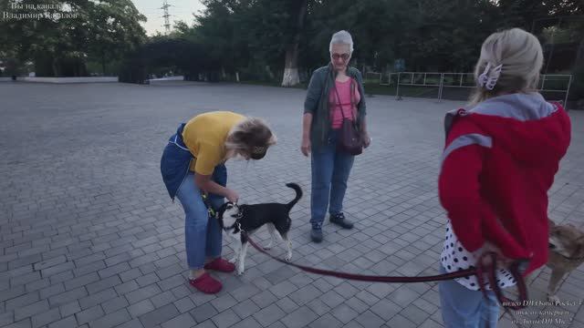 Рита-Бася звезда! Утренняя прогулка, 2-я часть. 22.08.2025.