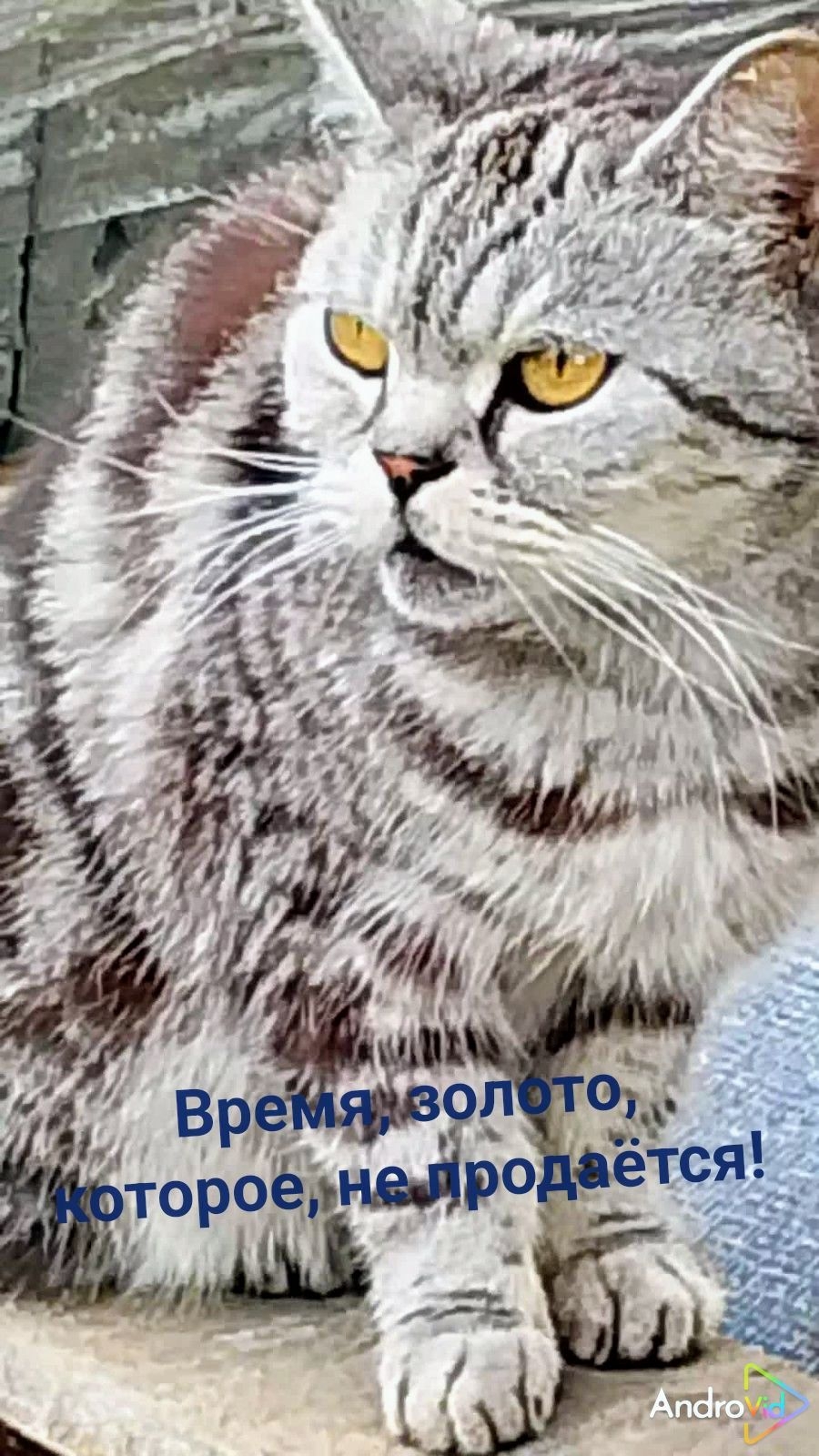 Старость, не продать!😿😩