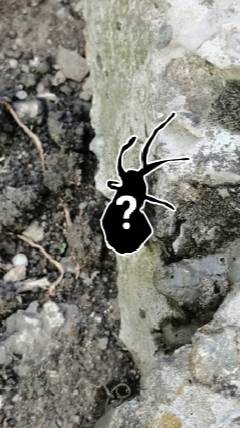 Интересный паук. АРАХНОФОБАН НЕ СМОТРЕТЬ!!!!!!!