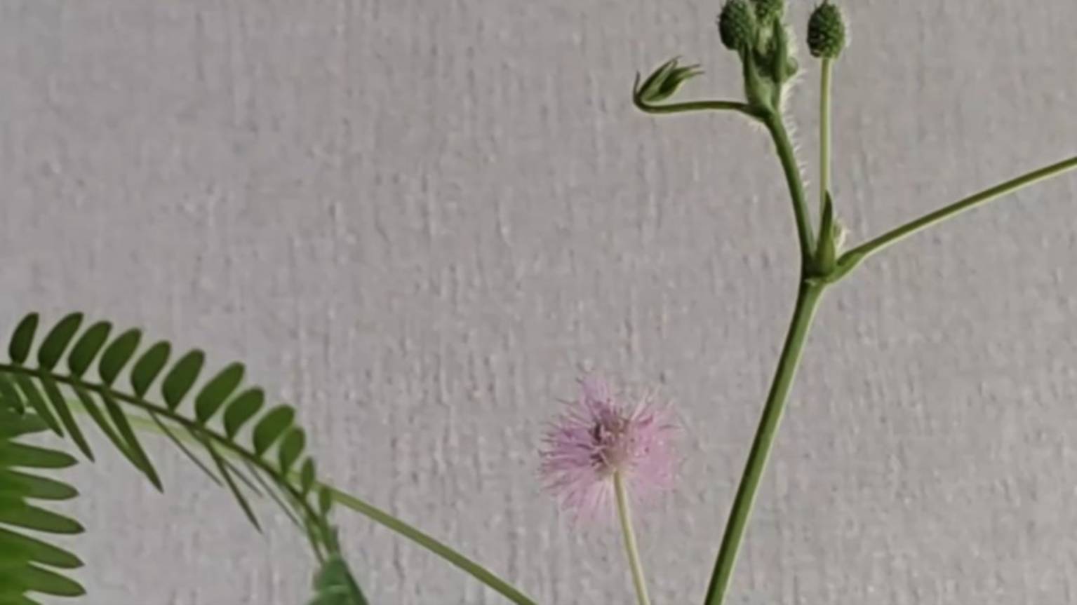 Мимоза Стыдливая зацвела