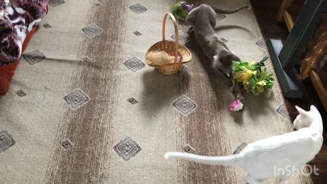 С днём Рождением 10 месяцев Грише