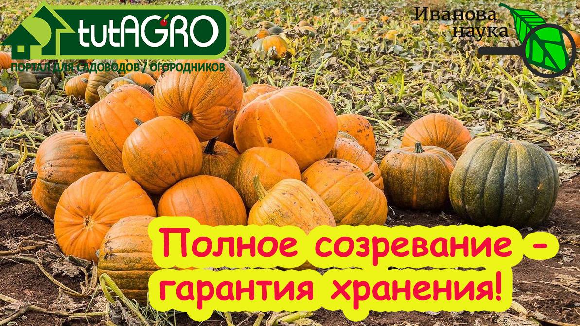 Ускорение созревания тыквы 2025