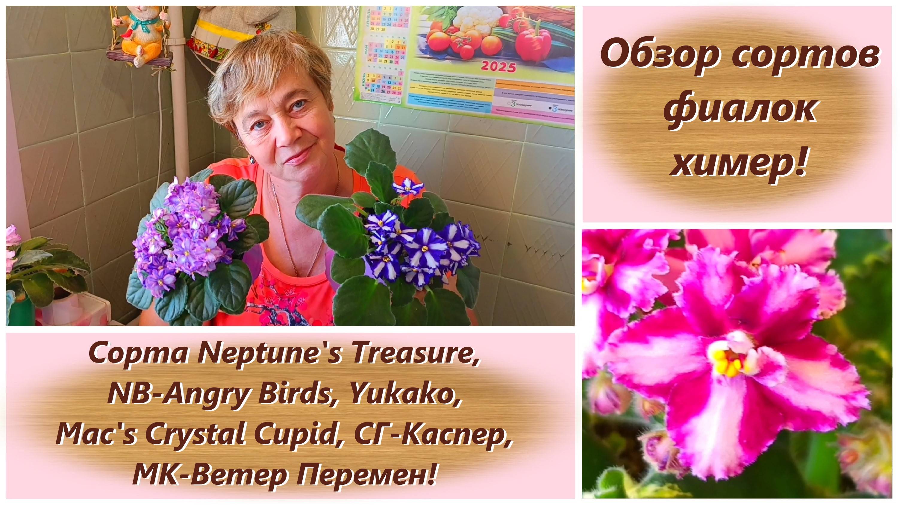 Обзор фиалок химер! Сорта Neptune's Treasure, NB-Angry Birds, Yukako, Mac's Crystal Cupid, СГ-Каспер