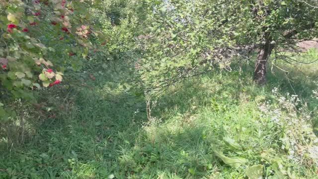 Участок. Купили старую усадьбу. Обзор на барский сад. Гуляю по саду как Барин.