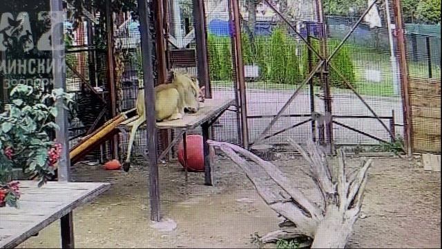 Шархан обед 17.09.2025