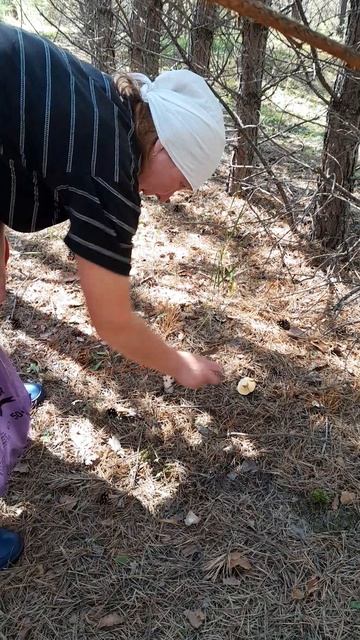 Маслята . сосновый  лес.