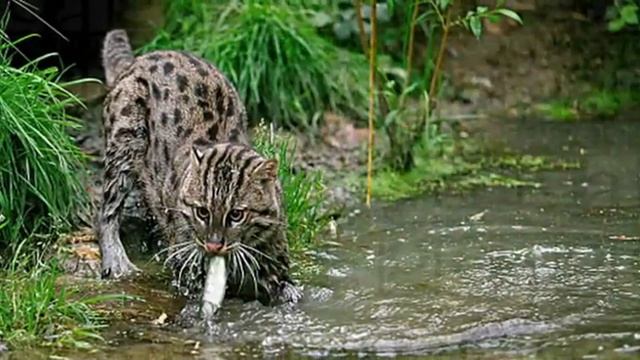 Почему кошки боятся воды