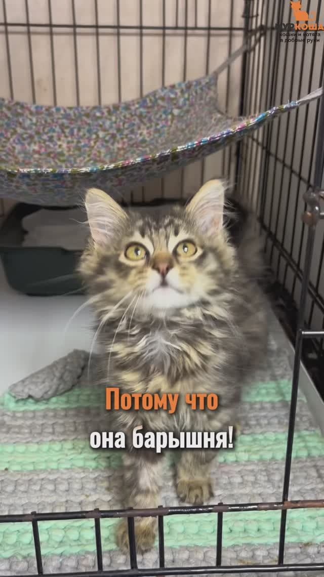 Лиланд ждёт вас в приюте #Муркоша