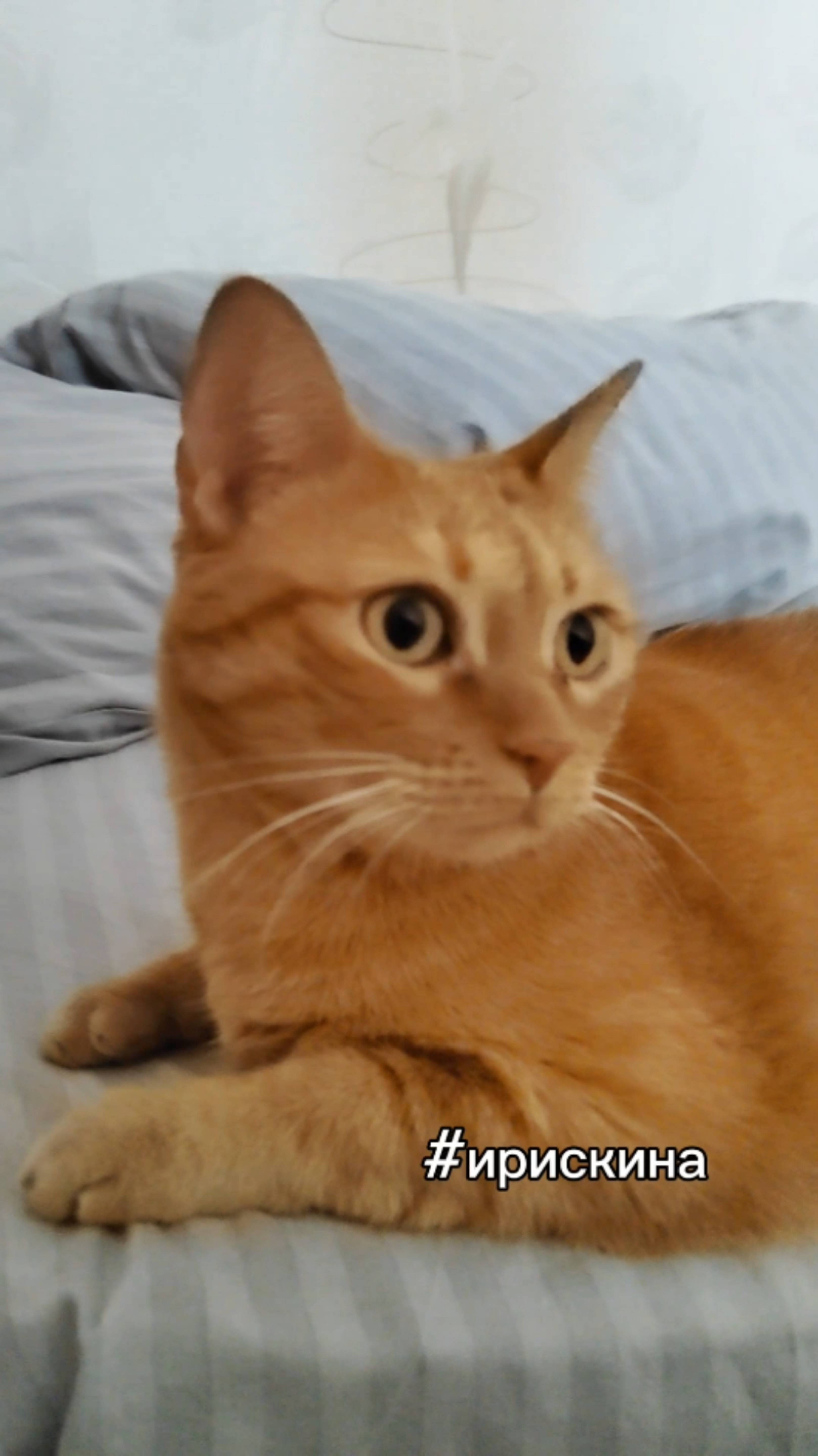 А вы знали? #котики #домашниеживотные #юмор