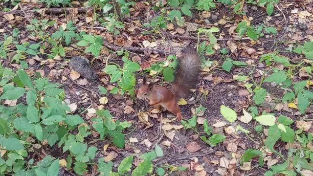 Белка в Терлецком парке (14.09.2025)