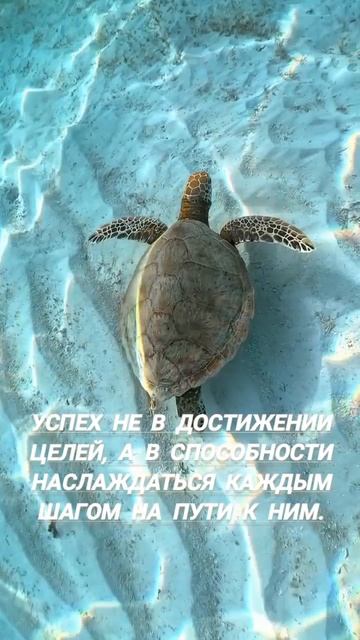 Видеооткрытка с цитатами
