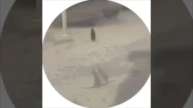 Крысы устроили бой без правил прямо на парковке в Химках. #Юмор #Приколы #Мемы