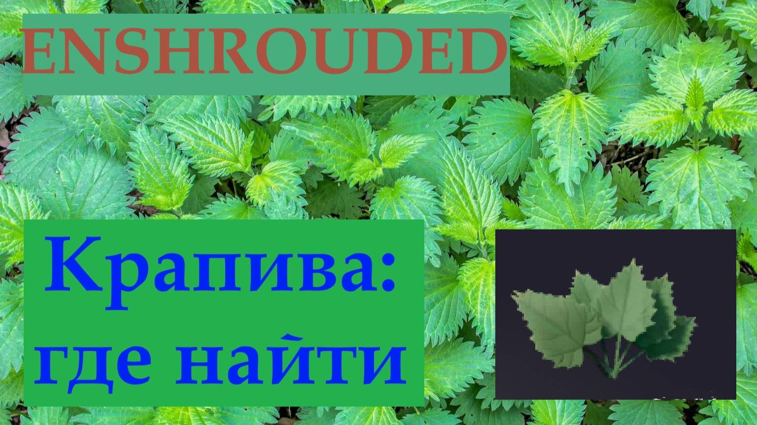 Enshrouded // Крапива: где найти?