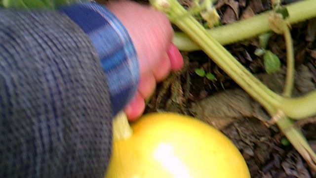 Срываю тыкву, чтобы она не сгнила после мороза