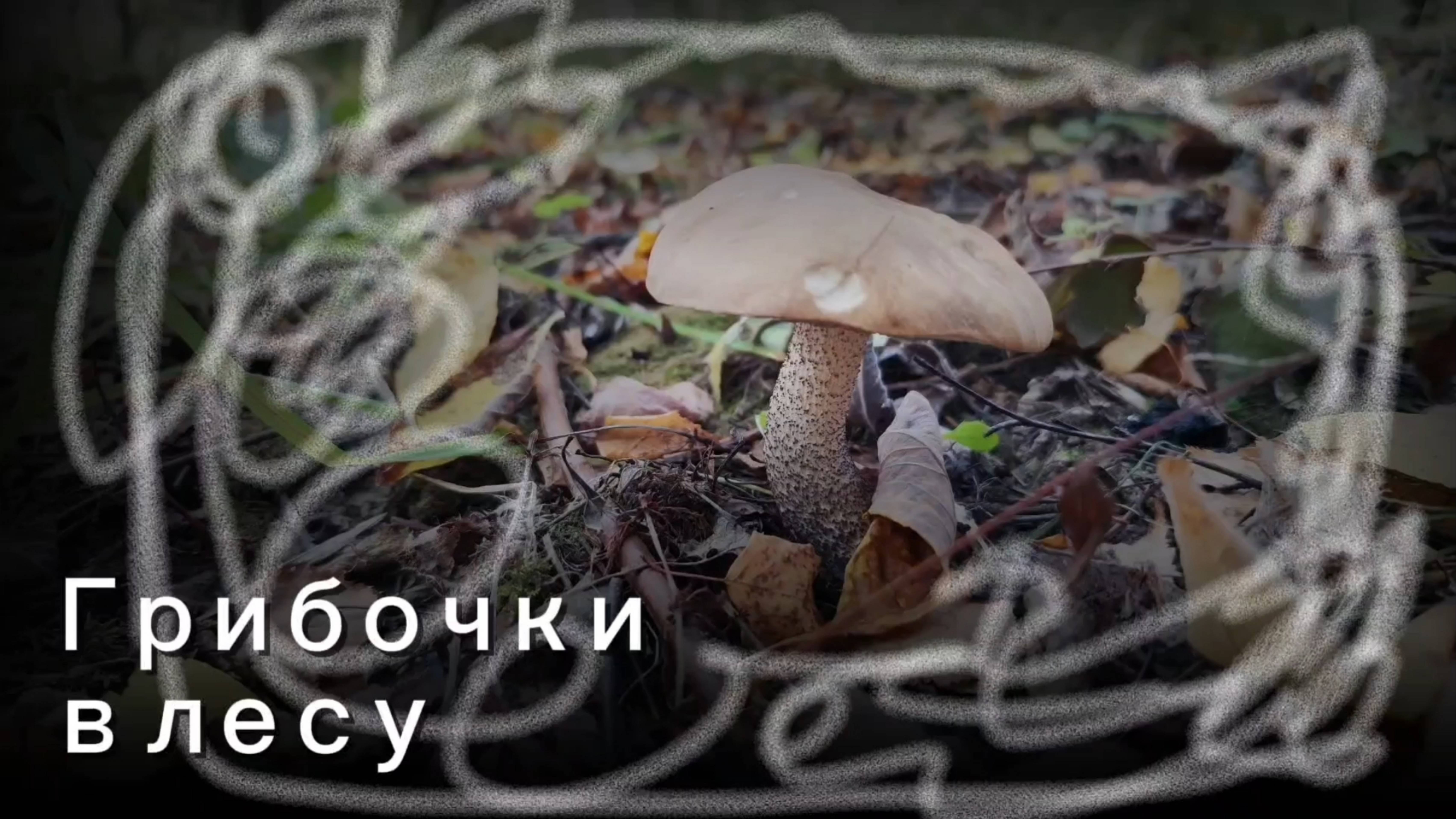 Грибочки на Урале в лесу 18.09.2025 года.