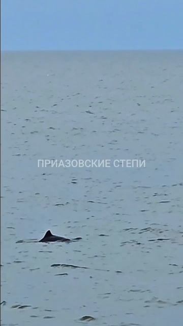 Дельфины на Ейской косе