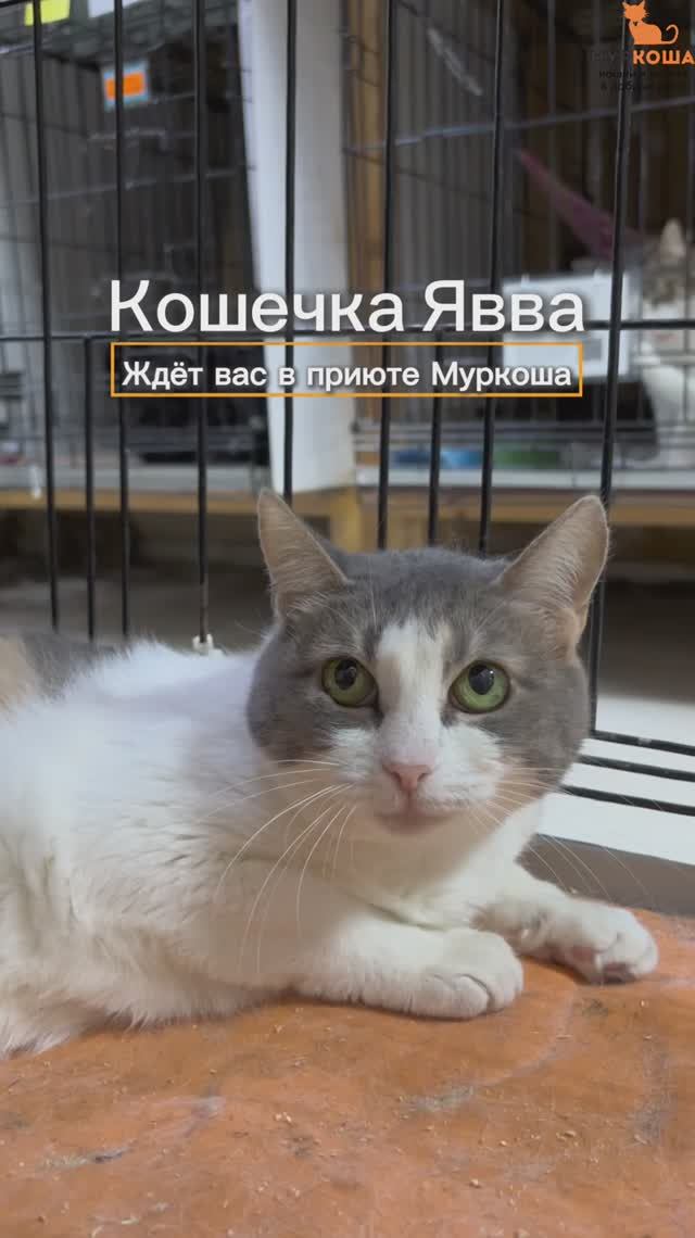Явва ждёт вас в приюте #Муркоша