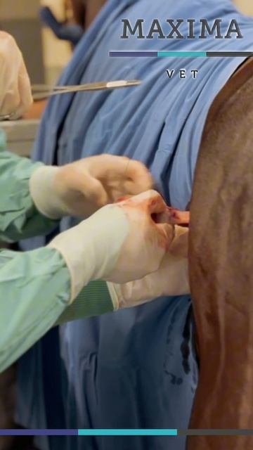 MAXIMA VET: Лапароскопия - лучший выбор для кастрации крипторха.