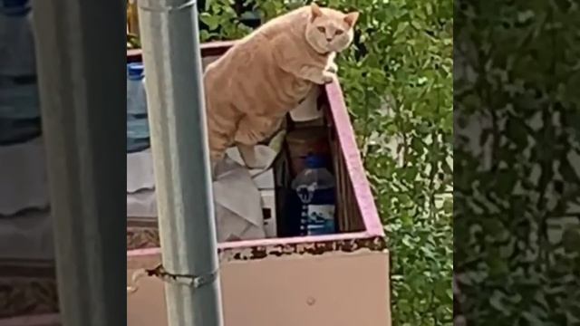 В поисках жертвы