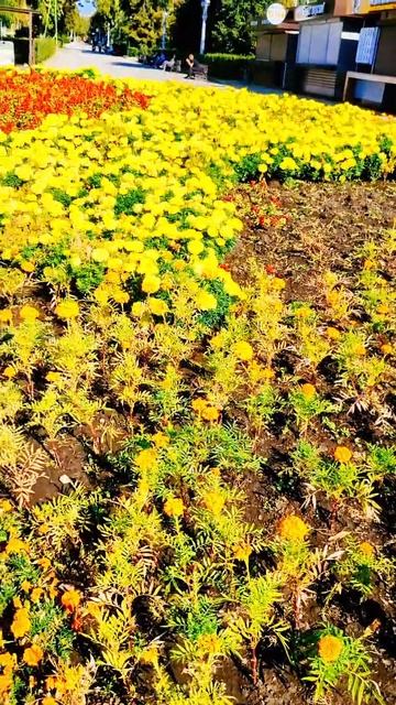 Самарская набережная 🌆 Цветы и Волга 🌸🌊