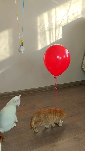 Котята и гелиевые шарики. #котята