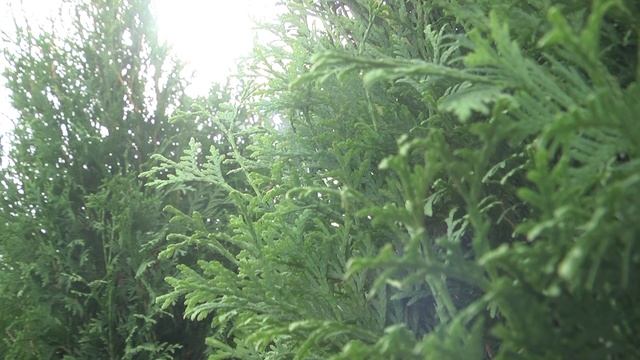 Вечер четверга - время Дачных советов