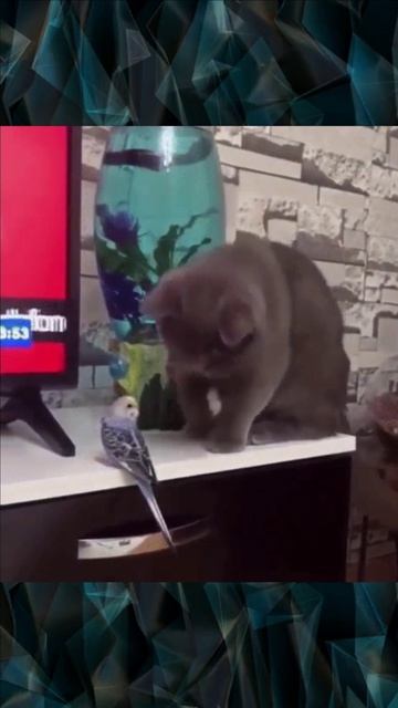 Кошка и попугай