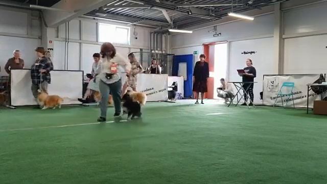 01.06.2024, СПб. Клуб "Лэсси" Монопородная выставка шелти Судья Елена Балажович Венгрия