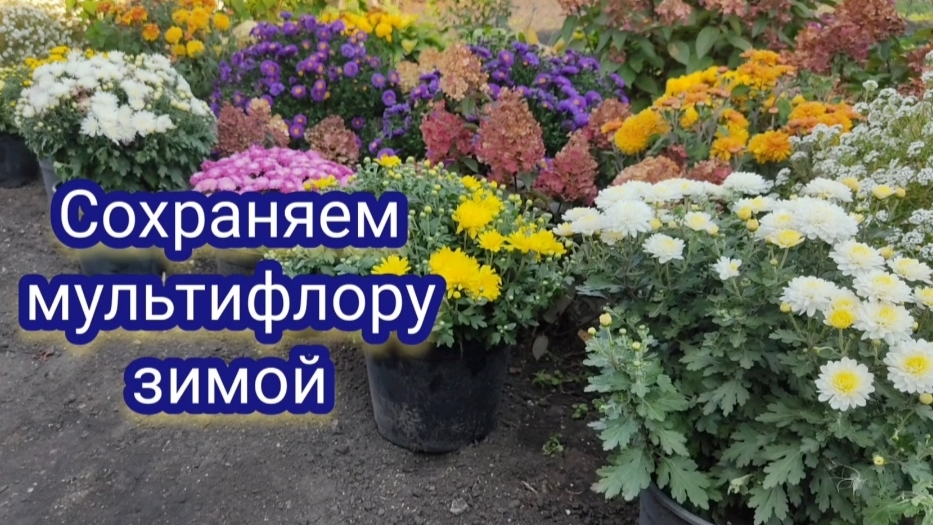 Хризантема мультифлора. Как сохранить зимой. Какой материал взять для зимнего сохранения.