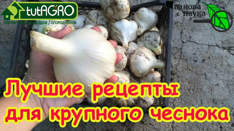 ЧЕСНОК ЗАМАЧИВАТЬ НЕ ОБЯЗАТЕЛЬНО, но желательно. Лучшие способы замачивания чеснока перед посадкой.