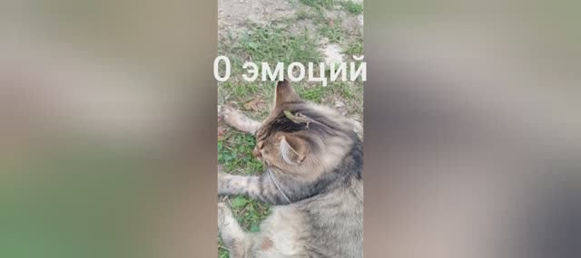 Реакция кота на ящерицу.