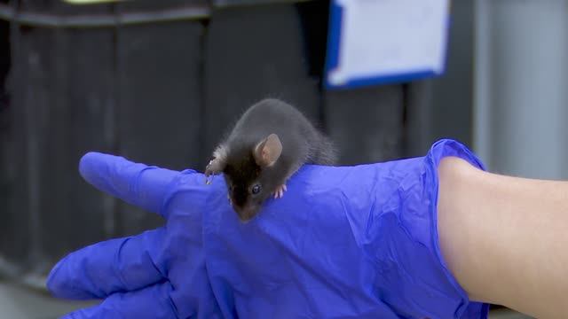 В НИУ «БелГУ» провели эксперимент по моделированию отморожений у крыс