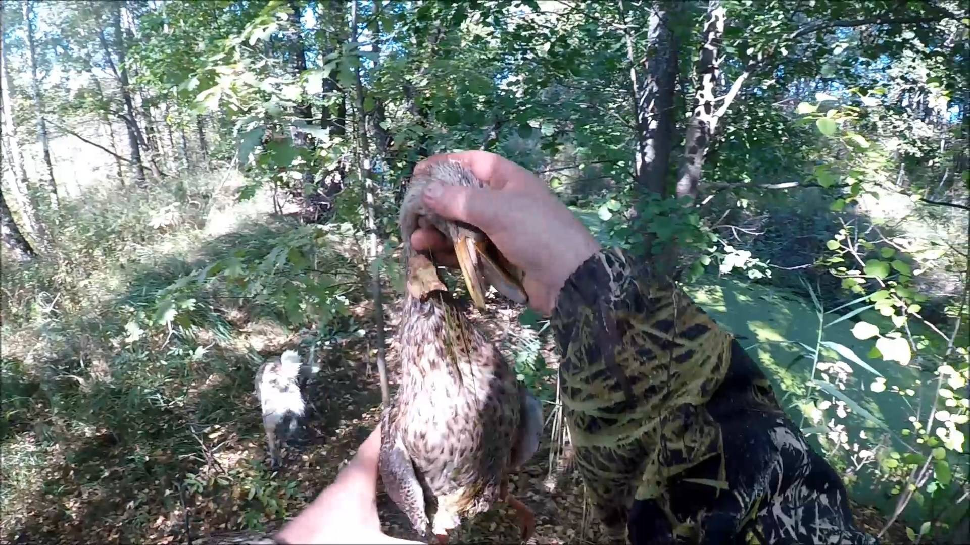 Охота на утку 2025.Добыл три штуки(Будни охотника и рыбака)