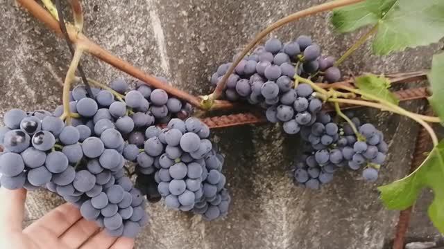 Мучнистая роса на винограде в середине августа