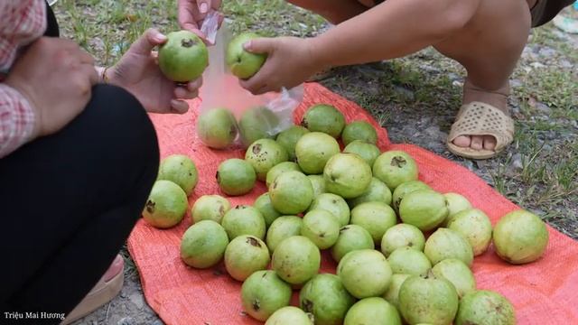 Harvest Giant Guava to Sell at The Market - How to Make Stuffed Bean Sauce, A Simple Meal. Trieu Mai
