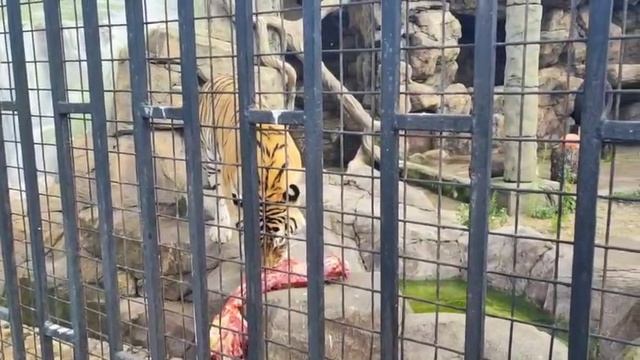JEEG7305 14.09.2025 Приехала к Шархану Видео от Людмилы