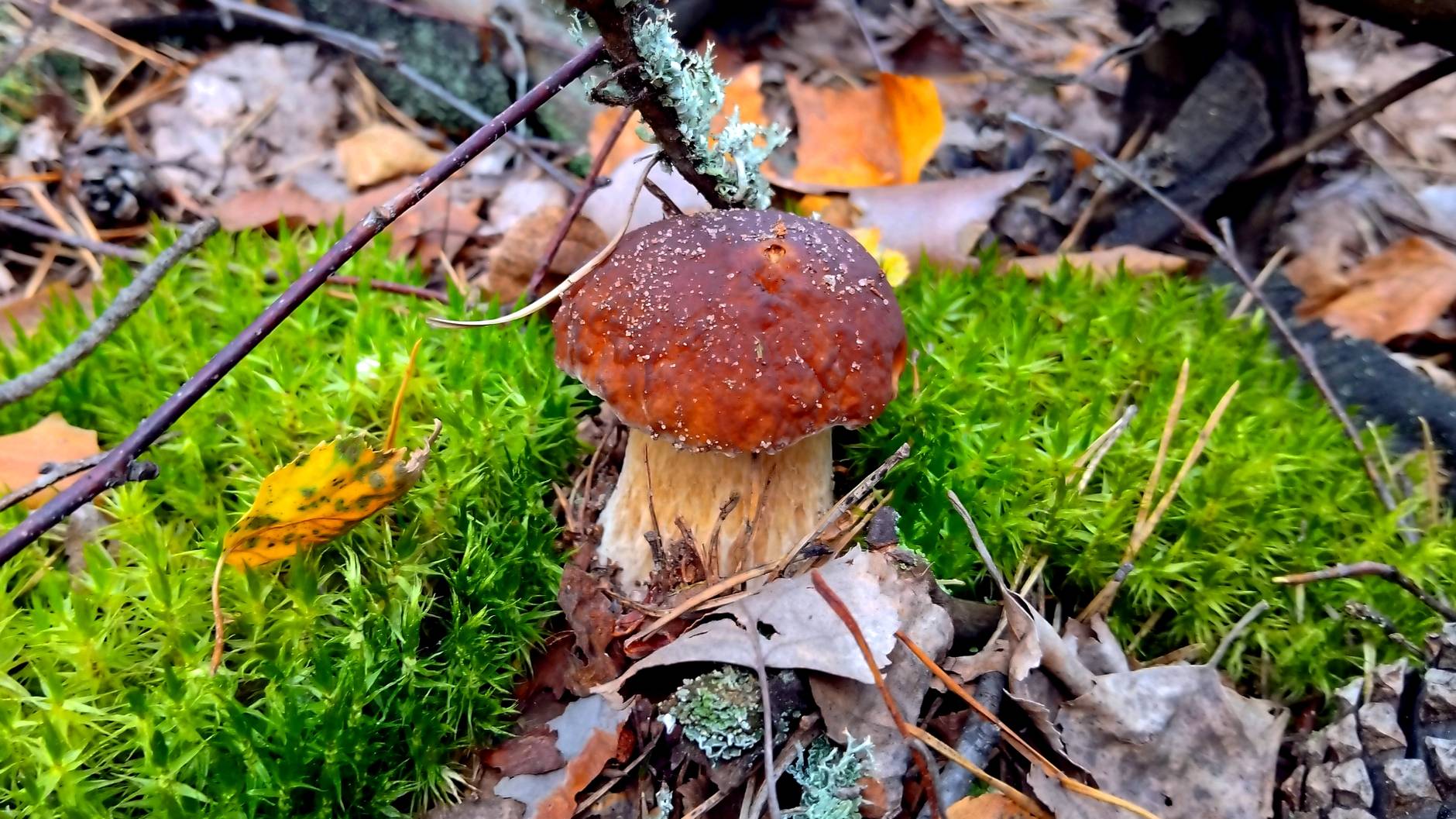 ШИКАРНЫЕ ГРИБЫ