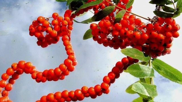 Ожерелье (Стихи А.Иванихин)