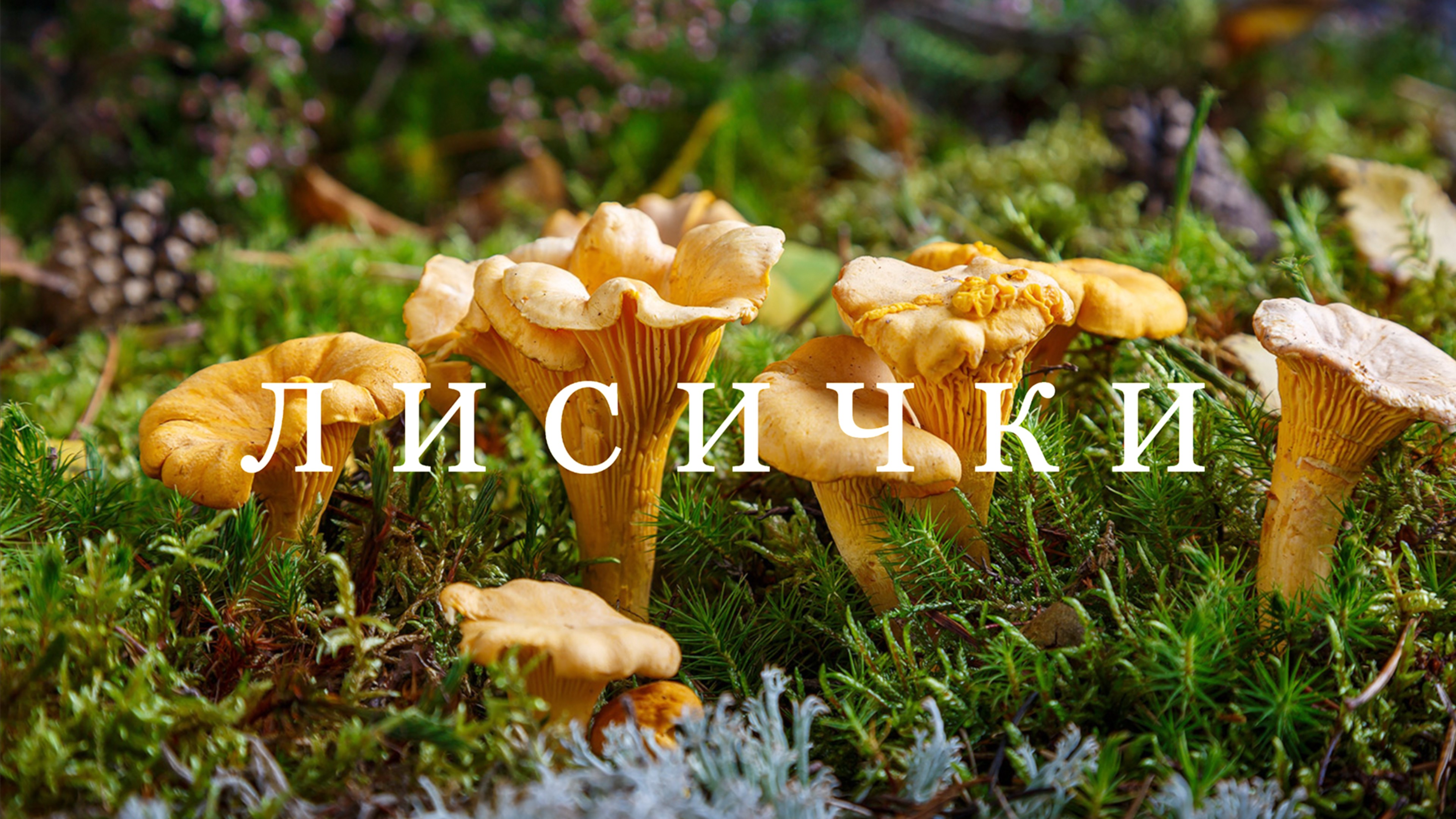 Столько грибов вы еще не видели Грибов, хоть косой коси Море лисичек