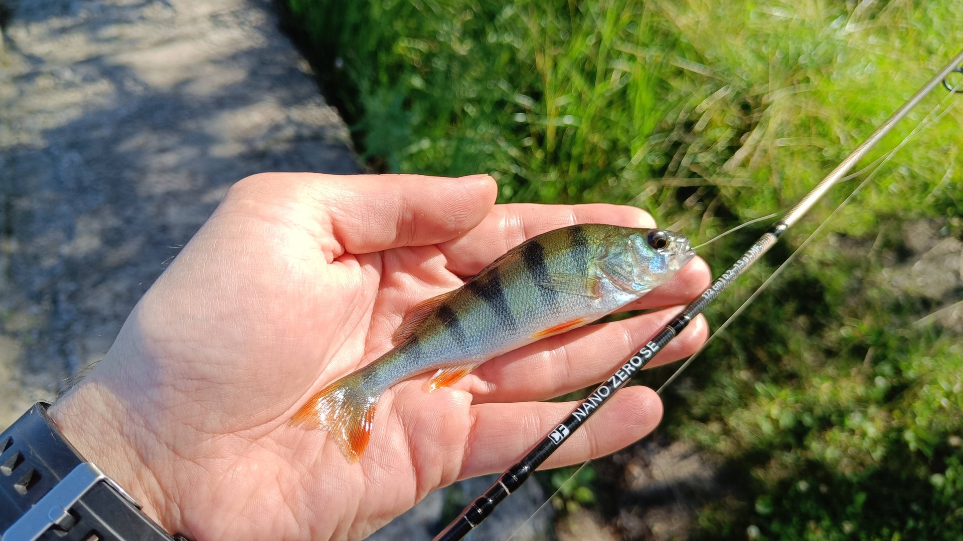 МОРМЫШИНГ с белками на Воронежском водохранилище!