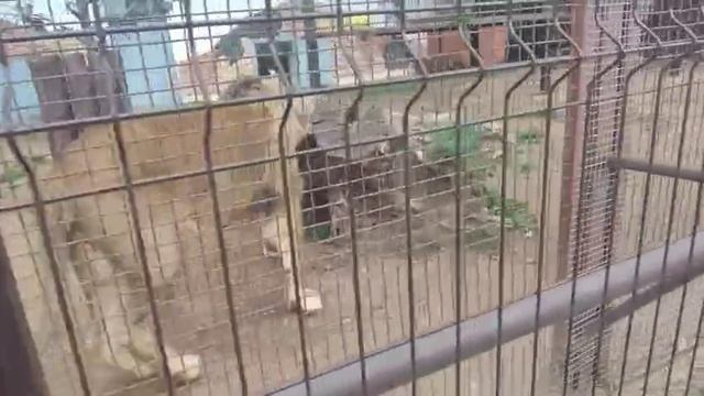 PYIB5630 15.09.2025 Шархан Результат общения с директором  Видео от Людмилы