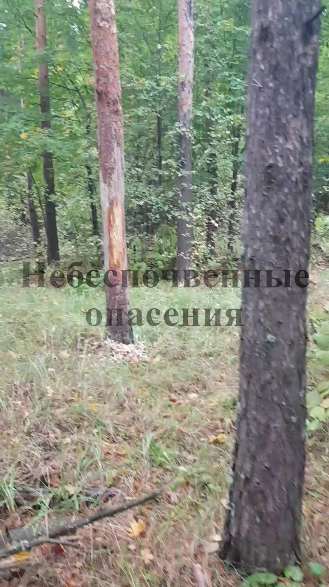 Небеспочвенные опасения