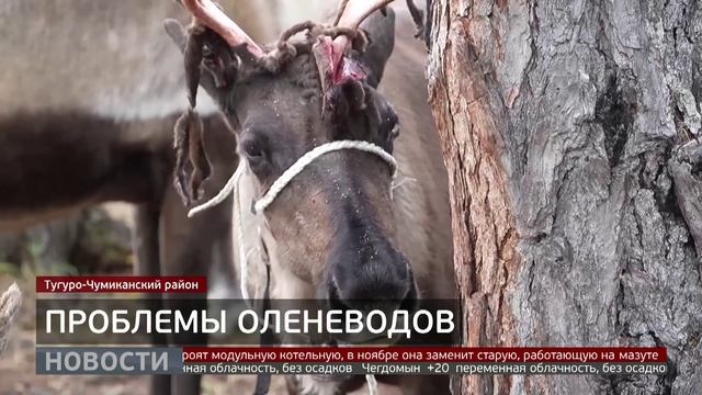 Нападения волков: как помочь оленеводам? Новости. 19/09/2025. GuberniaTV