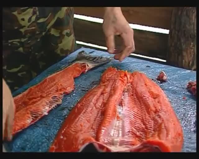 Как на Камчатке разделывают на филе для засолки Кижуча (Coho salmon) — Oncorhynchus kisutch ?