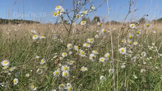 Прогулка выходного дня. Вышли в поле, огляделись и сняли кино...