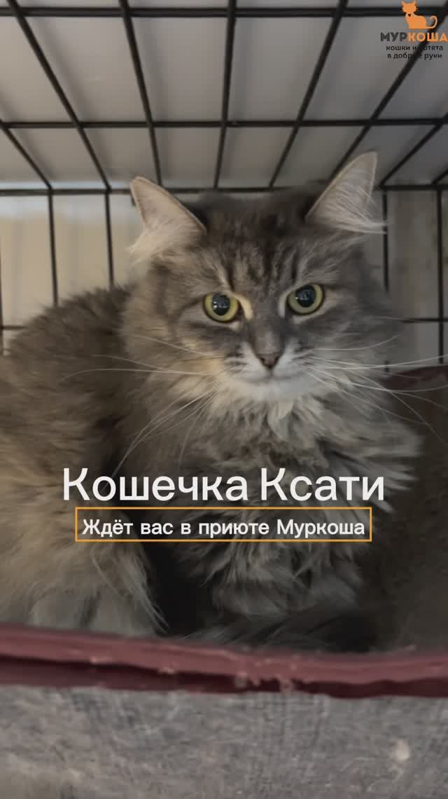 Ксати ждёт вас в приюте #Муркоша