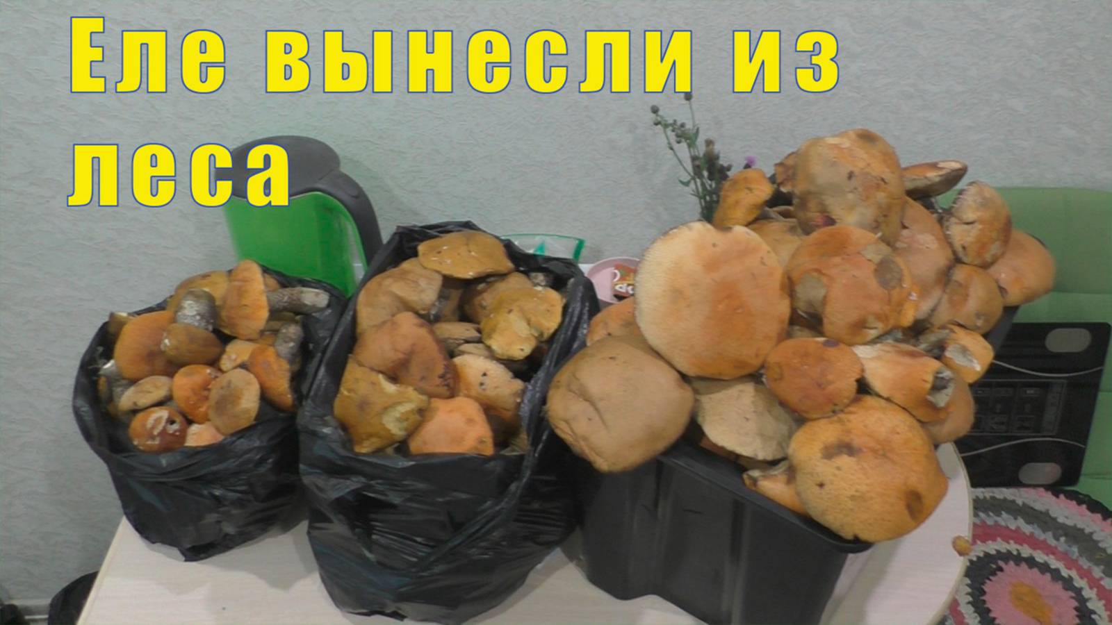 ЕЛЕ ВЫНЕСЛИ ГРИБЫ ИЗ ЛЕСА/ ТЕПЕРЬ БЫ ВСЁ ПЕРЕРАБОТАТЬ /16 и 17 сентября 2025