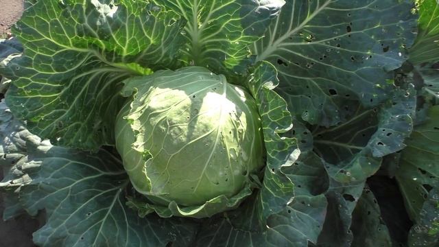 Можно постепенно отрезать и использовать кусочки кочана капусты